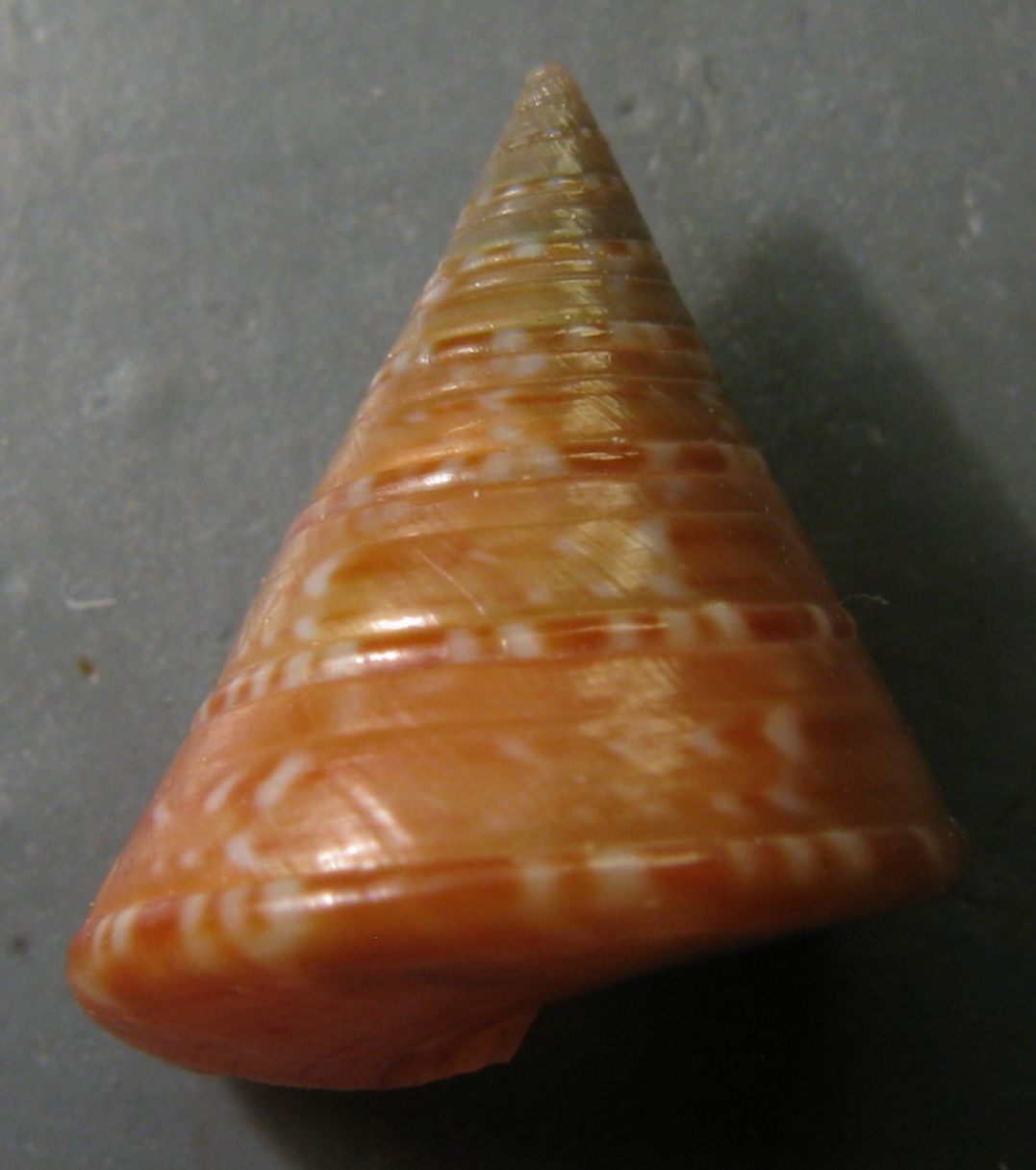 Calliostoma dubium , Natura Mediterraneo | Forum Naturalistico
