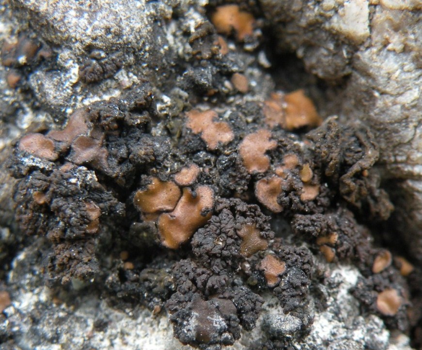 Psora decipiens? , Natura Mediterraneo | Forum Naturalistico