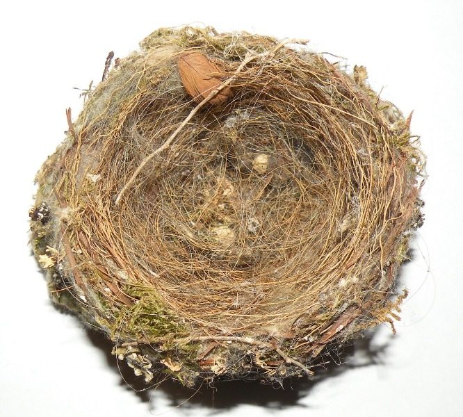 NIDI:Un archivio per le strutture nido delle specie d'Italia , Natura ...