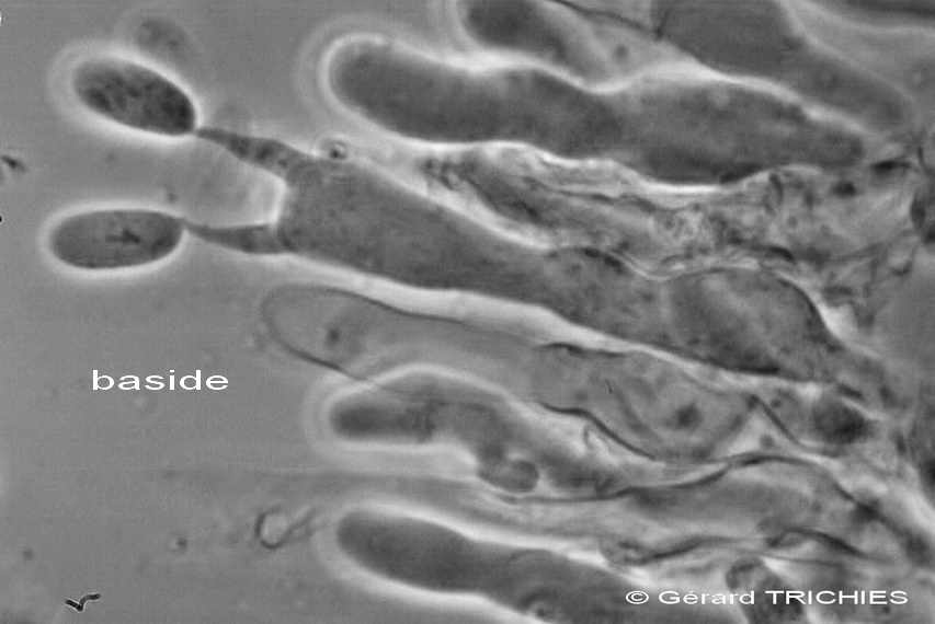 Crosta gia vista - foto 5909 (Mutatoderma mutatum) , Natura ...