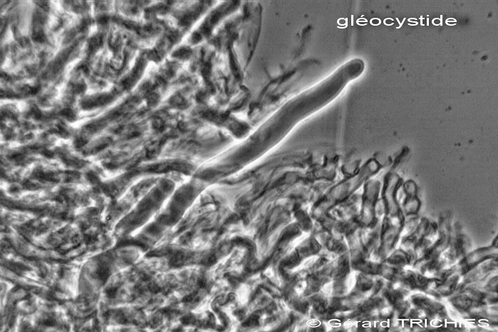 Crosta gia vista - foto 5909 (Mutatoderma mutatum) , Natura ...