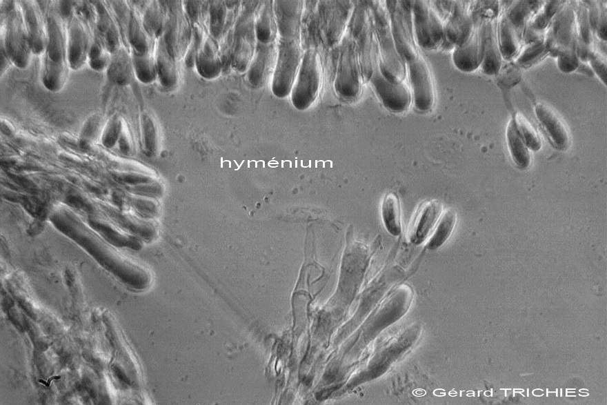 Crosta gia vista - foto 5909 (Mutatoderma mutatum) , Natura ...