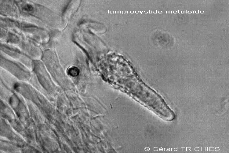 Crosta gia vista - foto 5909 (Mutatoderma mutatum) , Natura ...