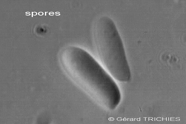 Crosta gia vista - foto 5909 (Mutatoderma mutatum) , Natura ...