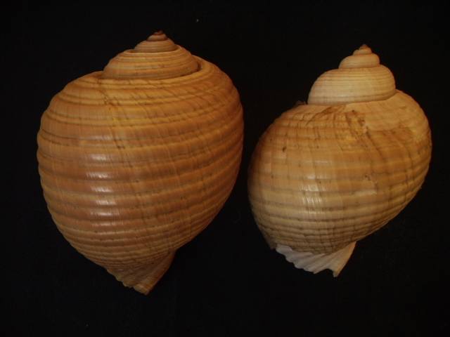 Tonna galea ? , Natura Mediterraneo | Forum Naturalistico