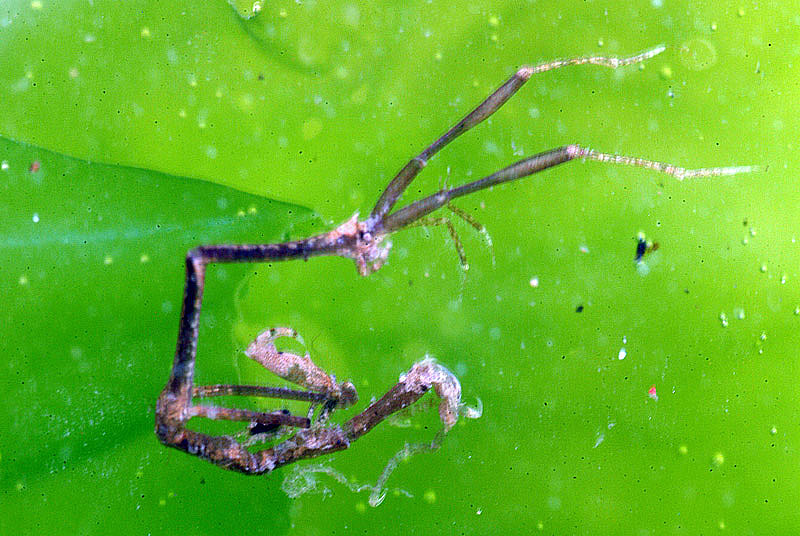 Caprella sp. , Natura Mediterraneo | Forum Naturalistico