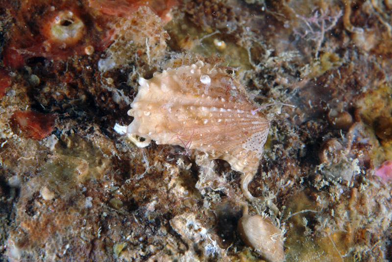 Cardita calyculata , Natura Mediterraneo | Forum Naturalistico