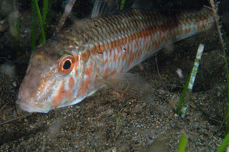 Mullus barbatus , Natura Mediterraneo | Forum Naturalistico