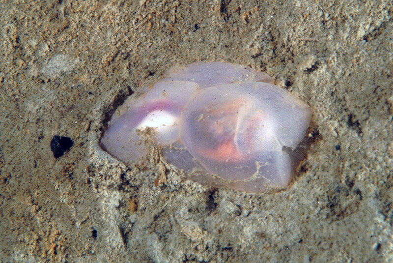 Philine sp. , Natura Mediterraneo | Forum Naturalistico