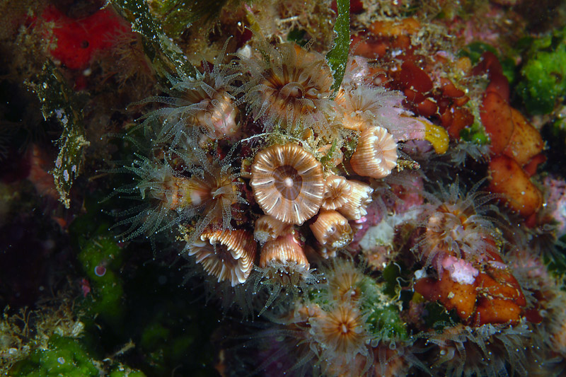 Madreporari di grotta Polycyathus muellerae , Natura Mediterraneo ...