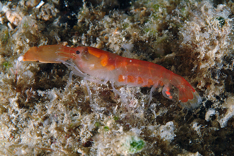 Alpheus glaber , Natura Mediterraneo | Forum Naturalistico