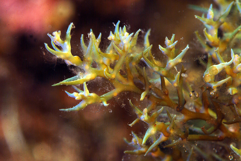 Cystoseira sp. , Natura Mediterraneo | Forum Naturalistico
