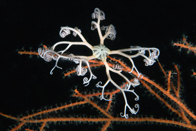 Astrospartus mediterraneus (Risso, 1826) , Natura Mediterraneo | Forum ...