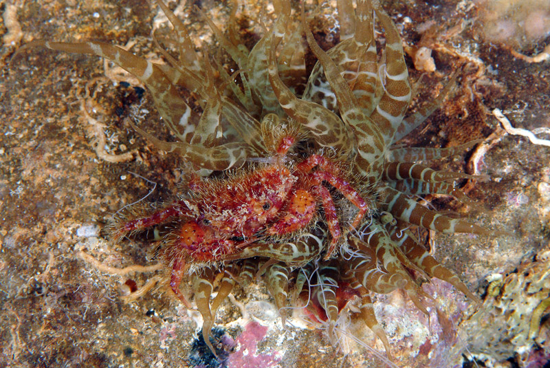 Pilumnus villosissimus , Natura Mediterraneo | Forum Naturalistico