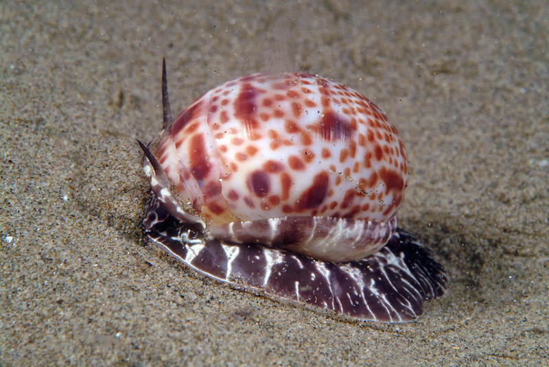 Natica hebraea , Natura Mediterraneo | Forum Naturalistico