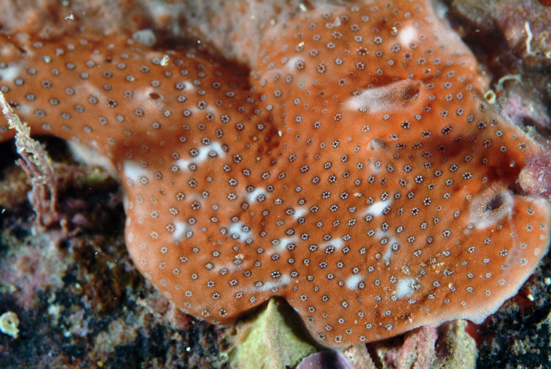 Didemnum sp. , Natura Mediterraneo | Forum Naturalistico