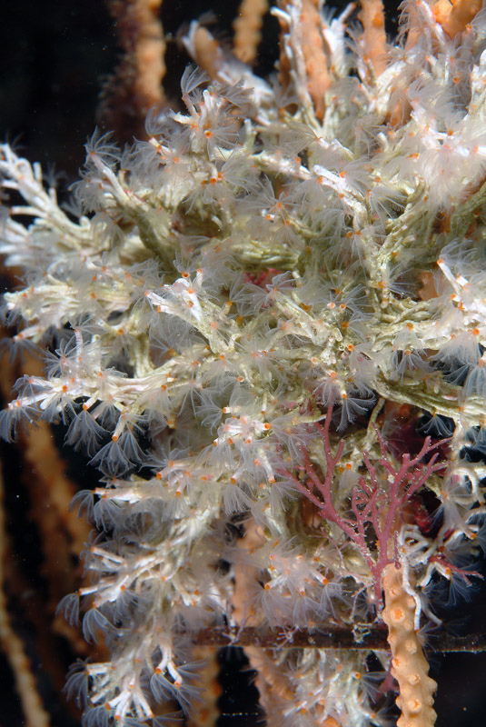 Filograna implexa , Natura Mediterraneo | Forum Naturalistico