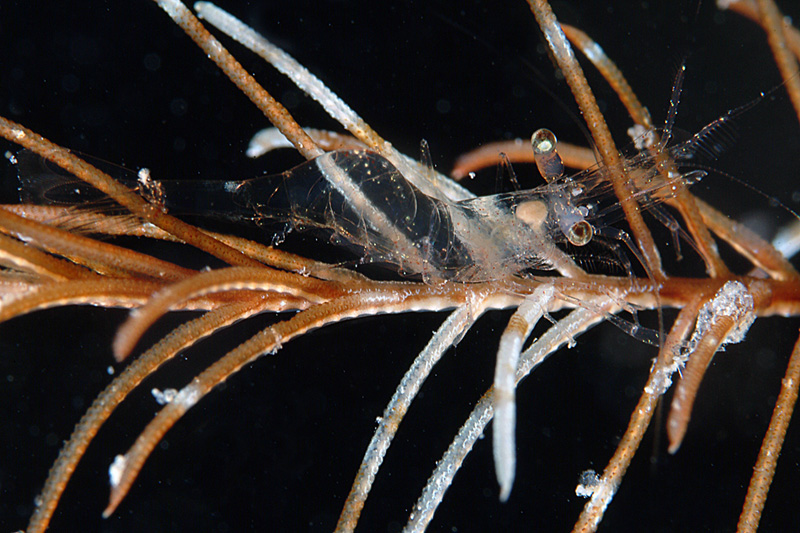 Periclimenes scriptus , Natura Mediterraneo | Forum Naturalistico