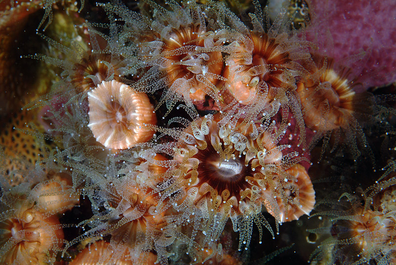 Madreporari di grotta Polycyathus muellerae , Natura Mediterraneo ...
