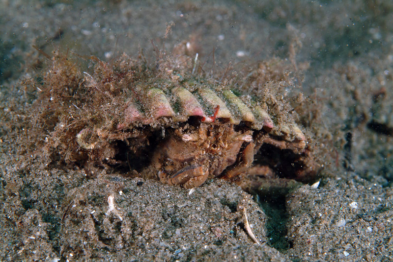 Ethusa mascarone , Natura Mediterraneo | Forum Naturalistico