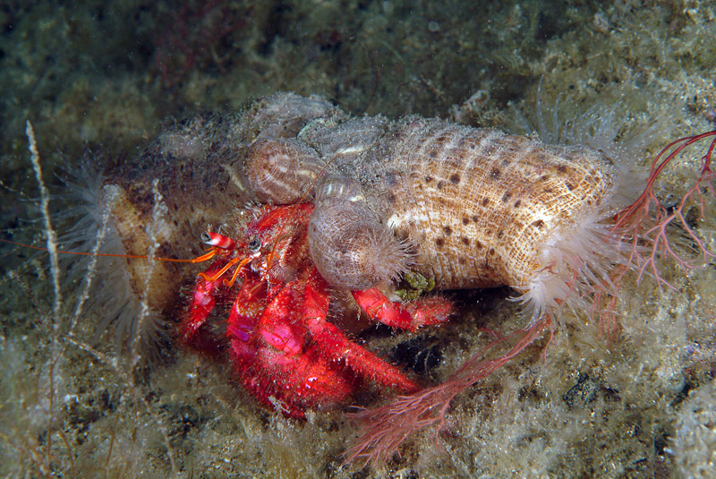 Dardanus calidus , Natura Mediterraneo | Forum Naturalistico