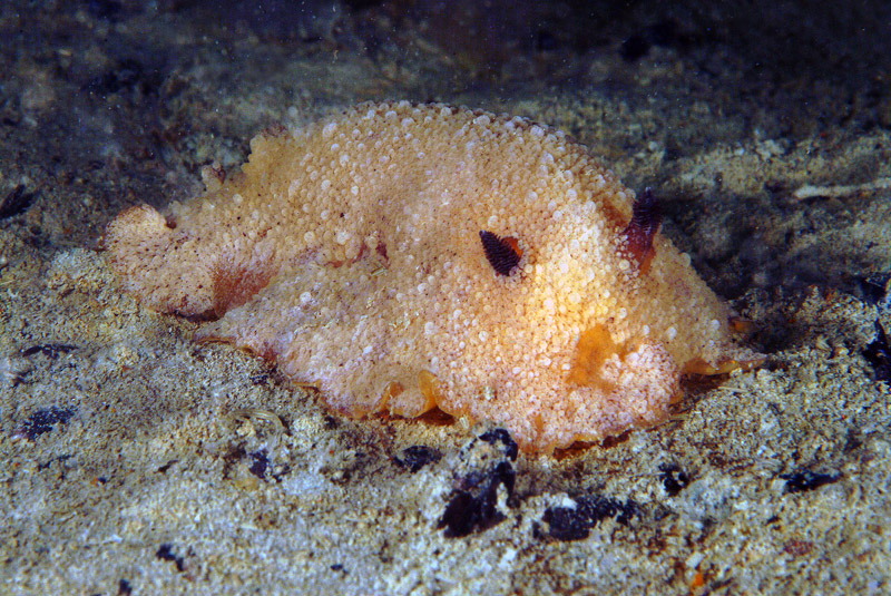 Archidoris pseudoargus , Natura Mediterraneo | Forum Naturalistico