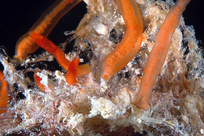 Nematodi adenoforei , Natura Mediterraneo | Forum Naturalistico