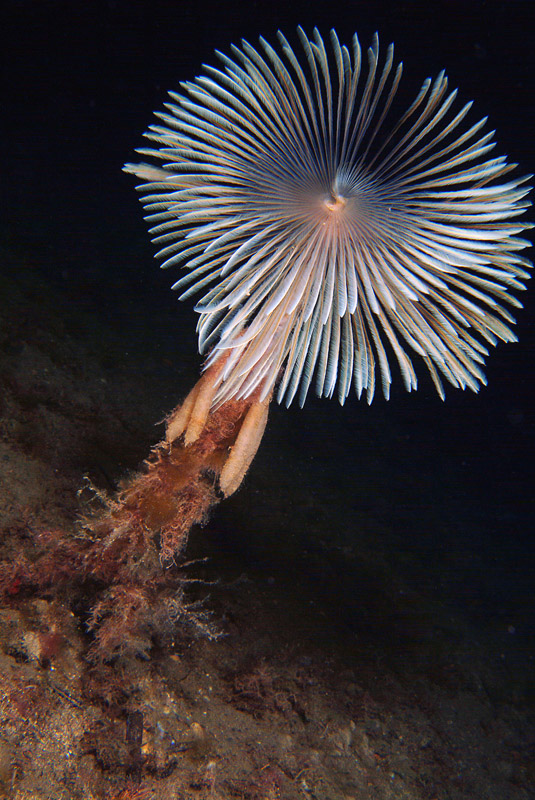 Sabella spallanzanii , Natura Mediterraneo | Forum Naturalistico