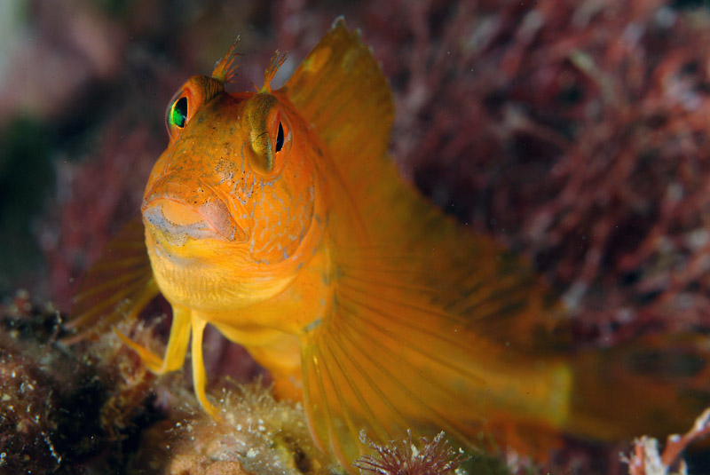 Blennidi , Natura Mediterraneo | Forum Naturalistico