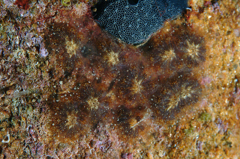 Botryllus schlosseri ? , Natura Mediterraneo | Forum Naturalistico