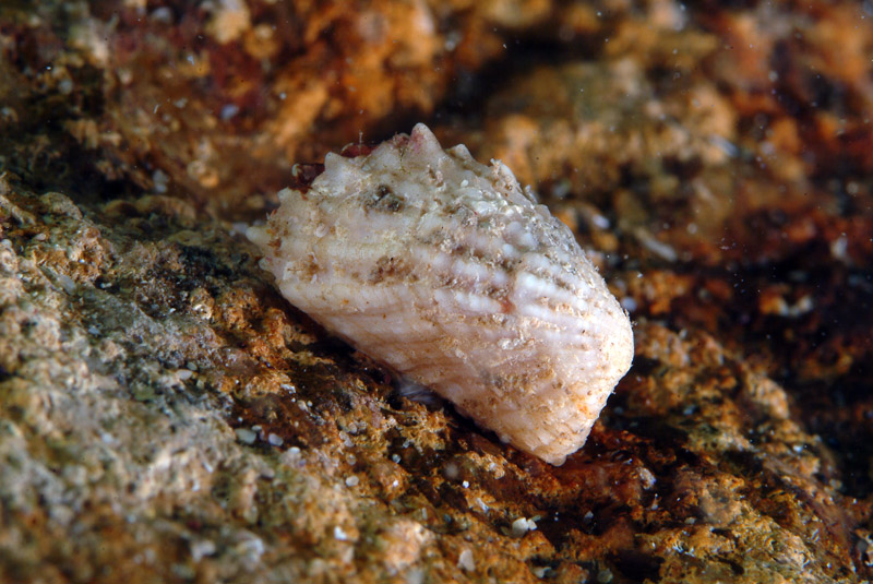 Cardita calyculata , Natura Mediterraneo | Forum Naturalistico