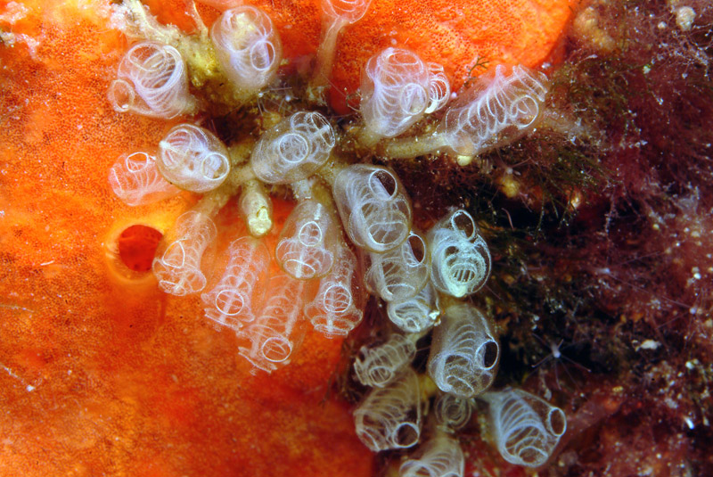 Clavelina nana , Natura Mediterraneo | Forum Naturalistico