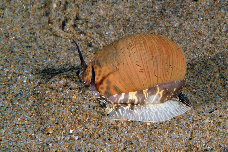 Natica hebraea , Natura Mediterraneo | Forum Naturalistico