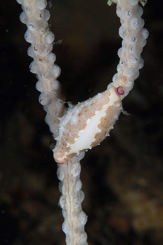 Neosimnia spelta , Natura Mediterraneo | Forum Naturalistico