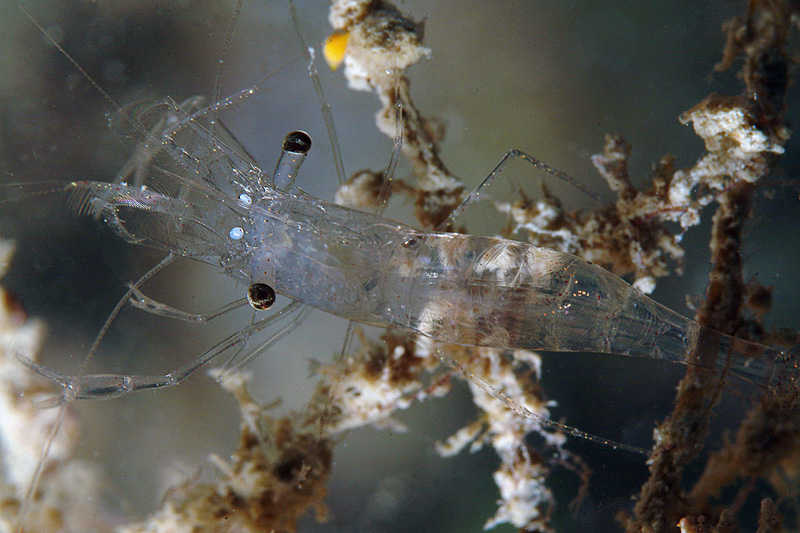 Periclimenes scriptus , Natura Mediterraneo | Forum Naturalistico