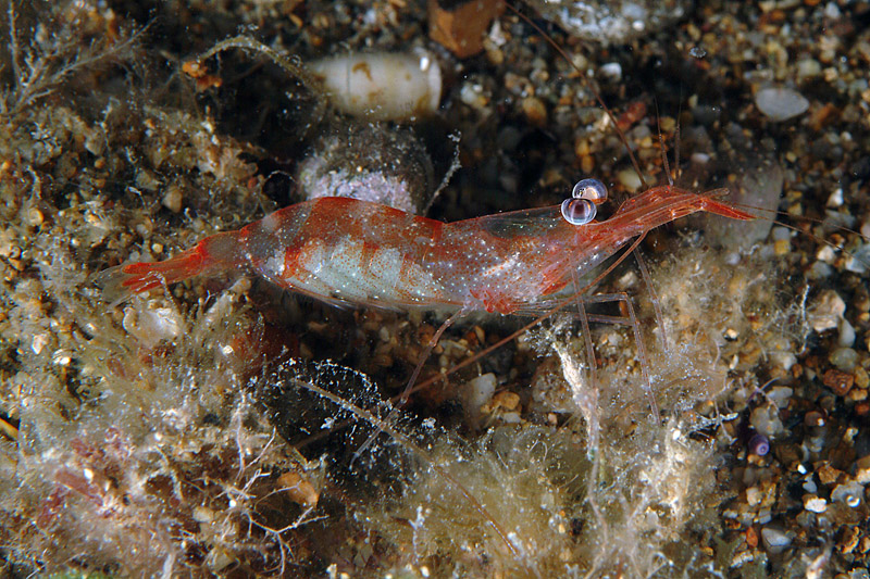 Processa modica , Natura Mediterraneo | Forum Naturalistico