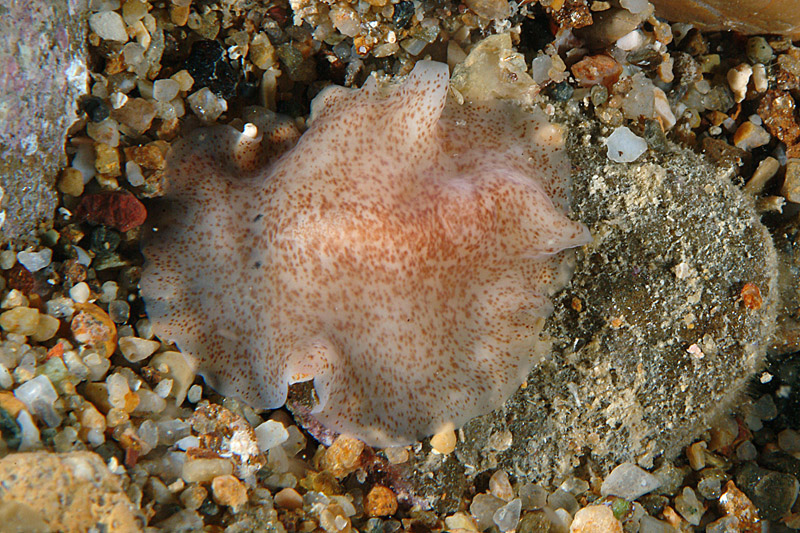 Stylochus pilidium (Goette, 1881) e Discocelis tigrina , Natura ...