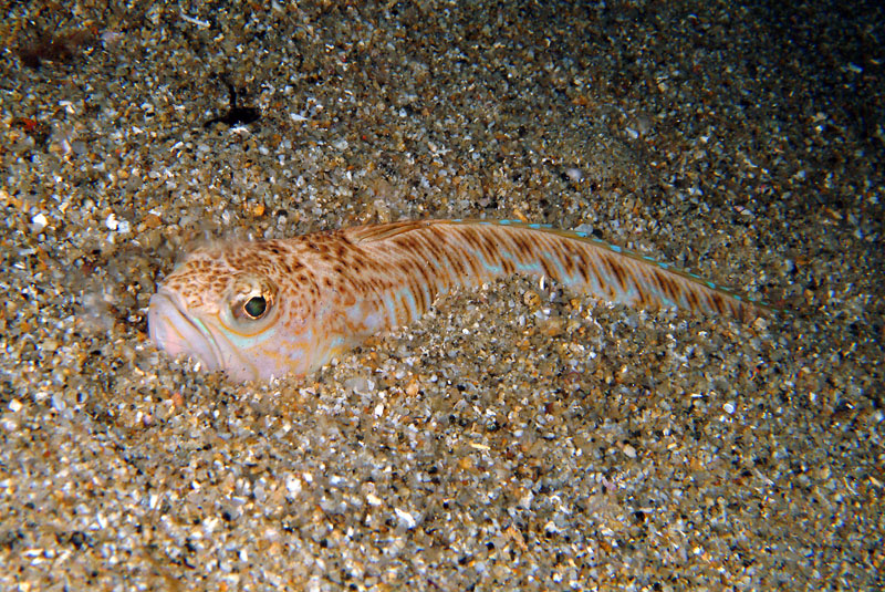 Trachinus draco , Natura Mediterraneo | Forum Naturalistico