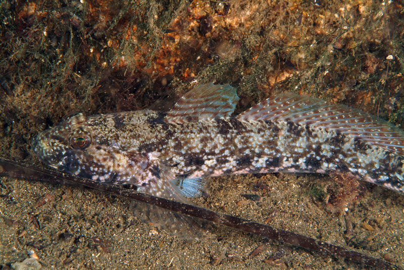 Gobius incognitus , Natura Mediterraneo | Forum Naturalistico