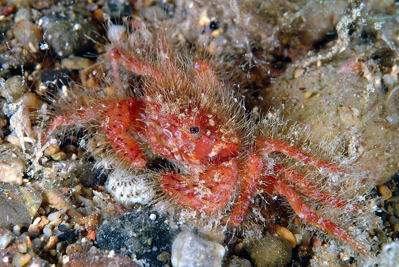 Pilumnus villosissimus , Natura Mediterraneo | Forum Naturalistico