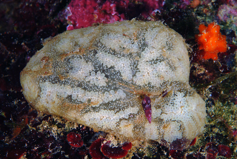 Botrylloides leachii , Natura Mediterraneo | Forum Naturalistico