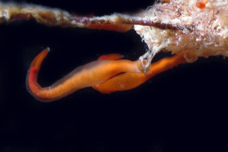 Nematodi adenoforei , Natura Mediterraneo | Forum Naturalistico