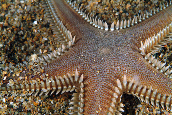 Astropecten platyacanthus e Astropecten spinulosus , Natura ...