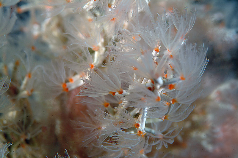 Filograna implexa , Natura Mediterraneo | Forum Naturalistico