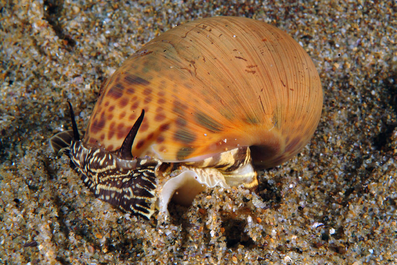 Natica hebraea , Natura Mediterraneo | Forum Naturalistico