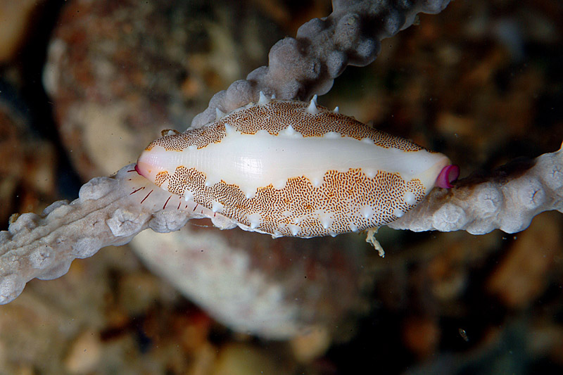 Neosimnia spelta , Natura Mediterraneo | Forum Naturalistico