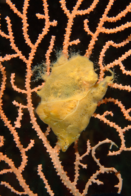 Pteria hirundo , Natura Mediterraneo | Forum Naturalistico