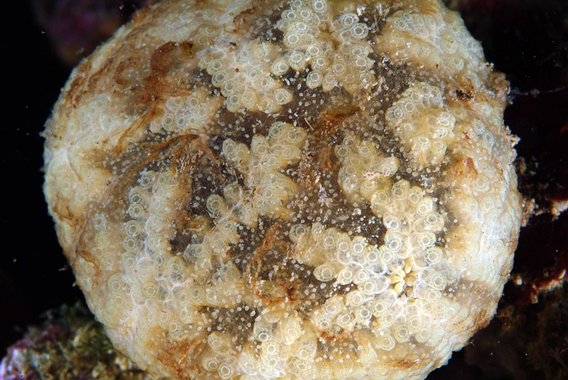 Botrylloides leachii , Natura Mediterraneo | Forum Naturalistico