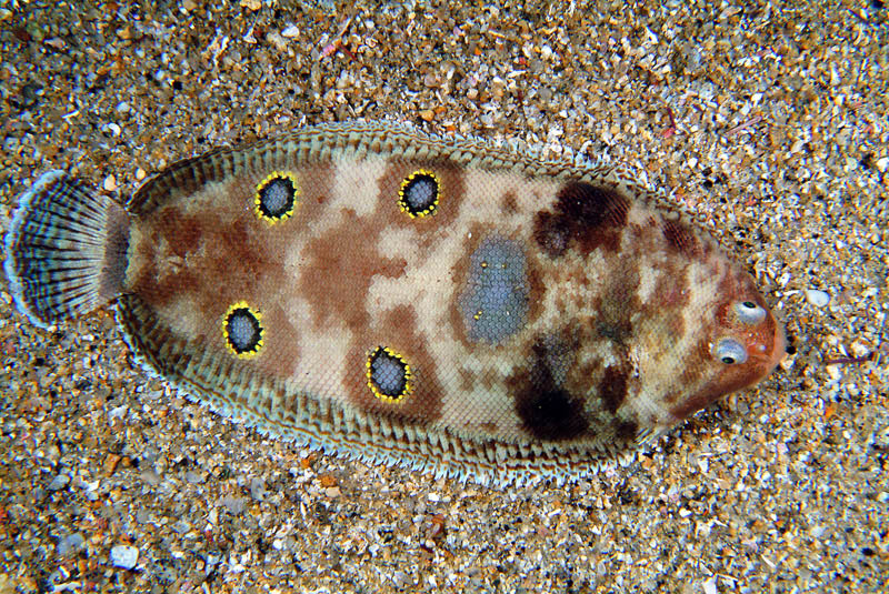 Microchirus ocellatus , Natura Mediterraneo | Forum Naturalistico