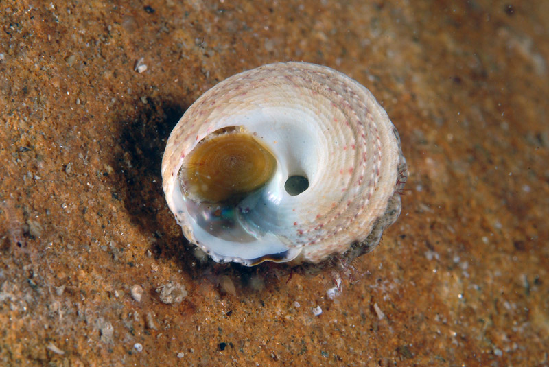 Gibbula fanulum (Gmelin, 1791) , Natura Mediterraneo | Forum Naturalistico